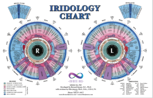 Iridology Chart by Dr. Jensen 11 x 17- Laminated - Ellen Jensen